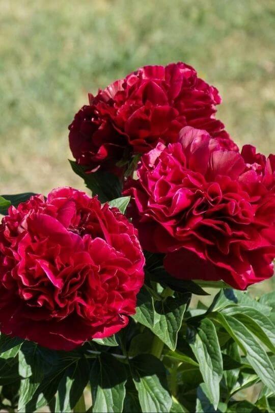 How to Grow Peonies in Containers for Beginner