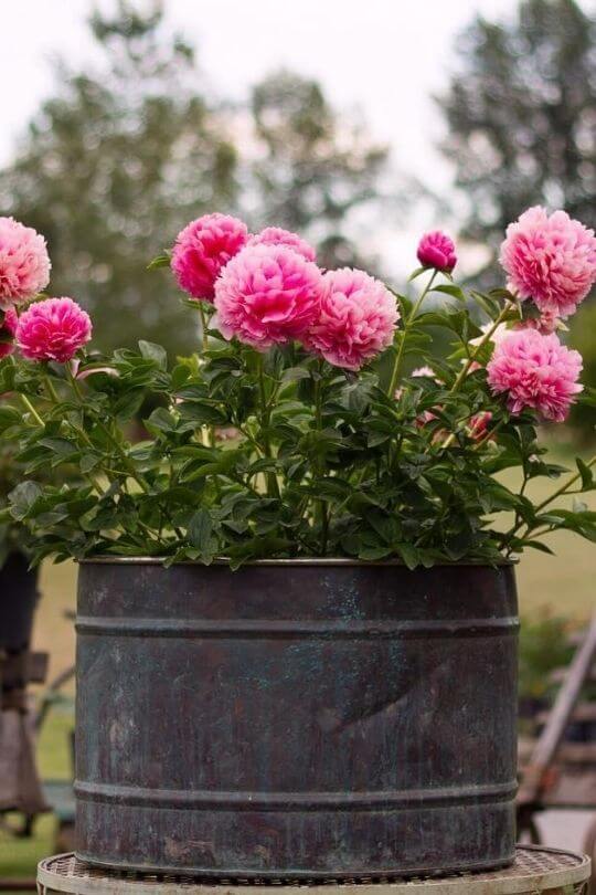 How to Grow Peonies in Containers for Beginner